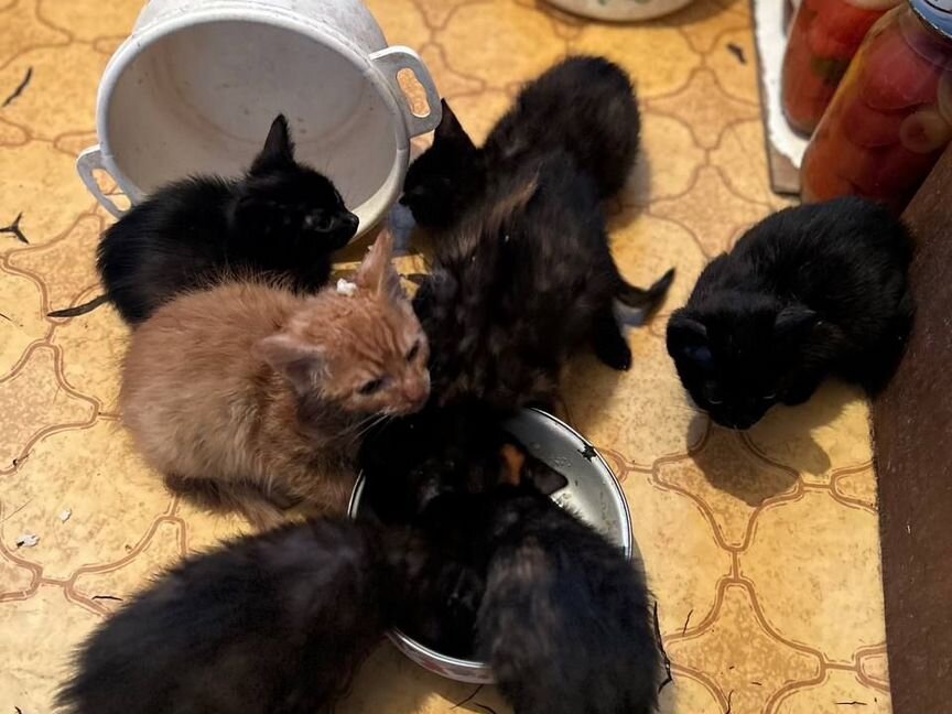 Спасите кошечек