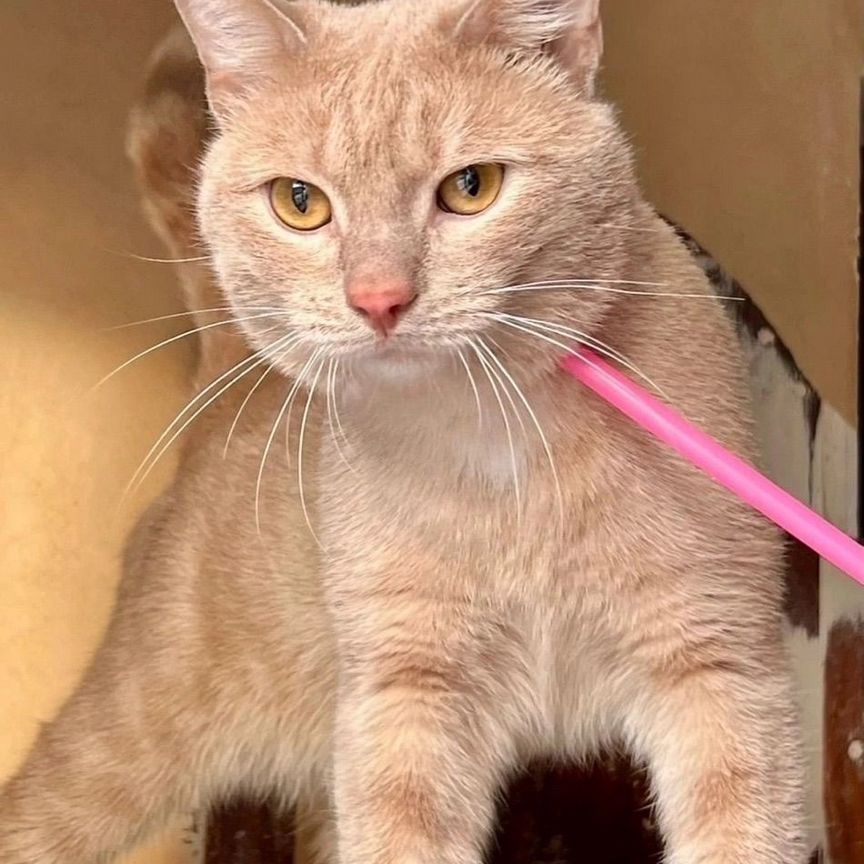 Ласковый и нежный кот