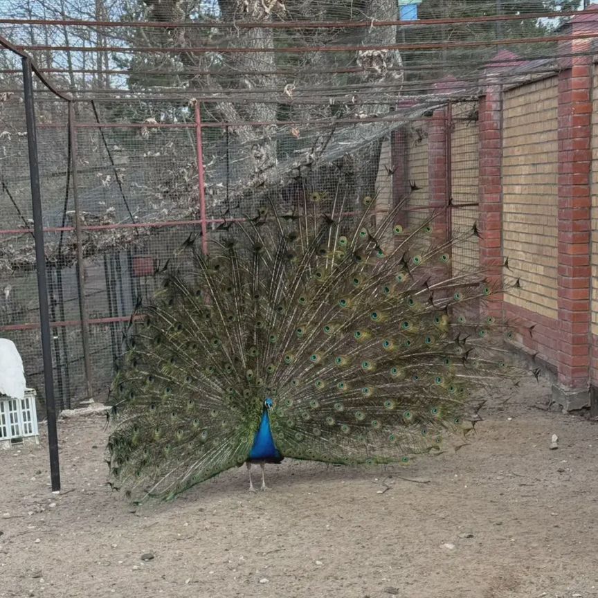 Павлины