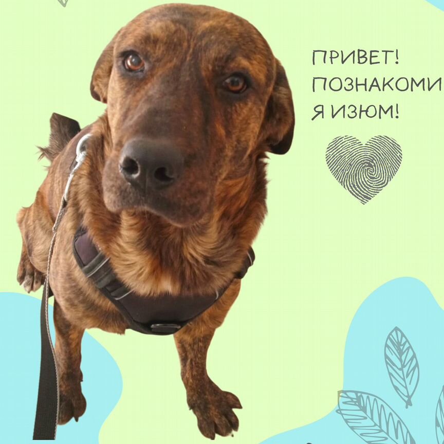 Взрослый пёс в добрые руки