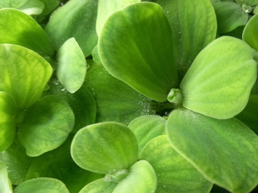 Пистия для аквариума