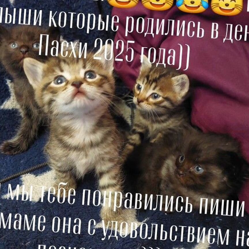 Котята метис сибирца
