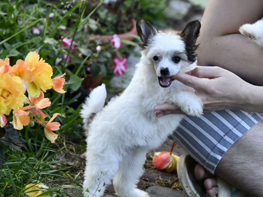 Щенки китайской хохлатой