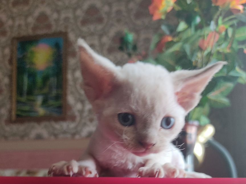Котята девон-рекс