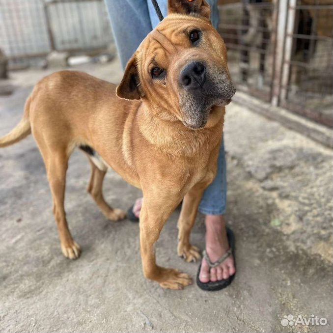 Шанечка попал в отлов