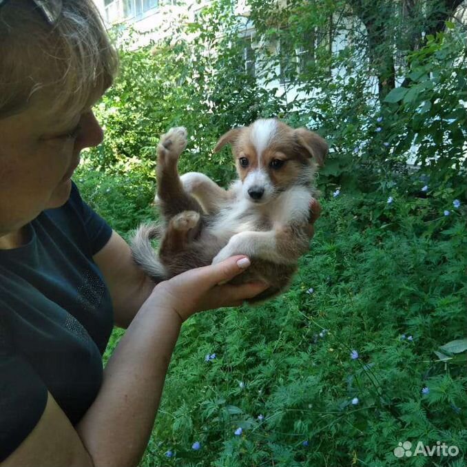 Собака с ладошку