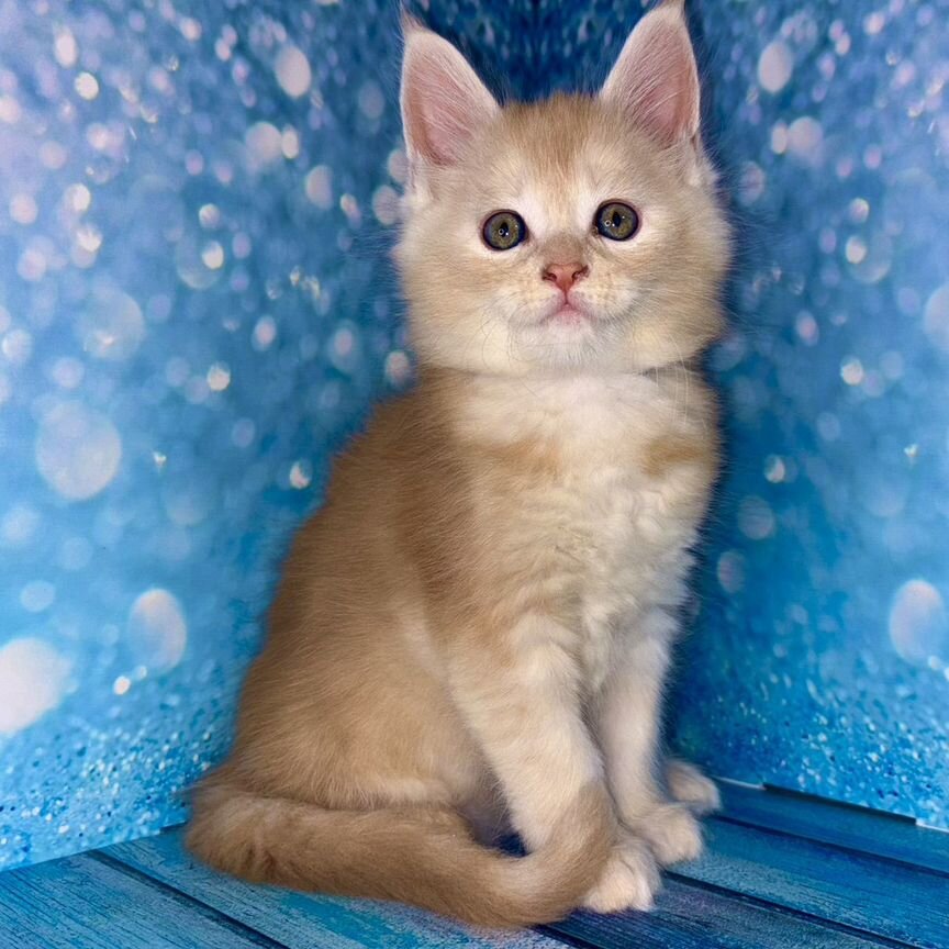 Мейн-кун котенок солнышко, питомник