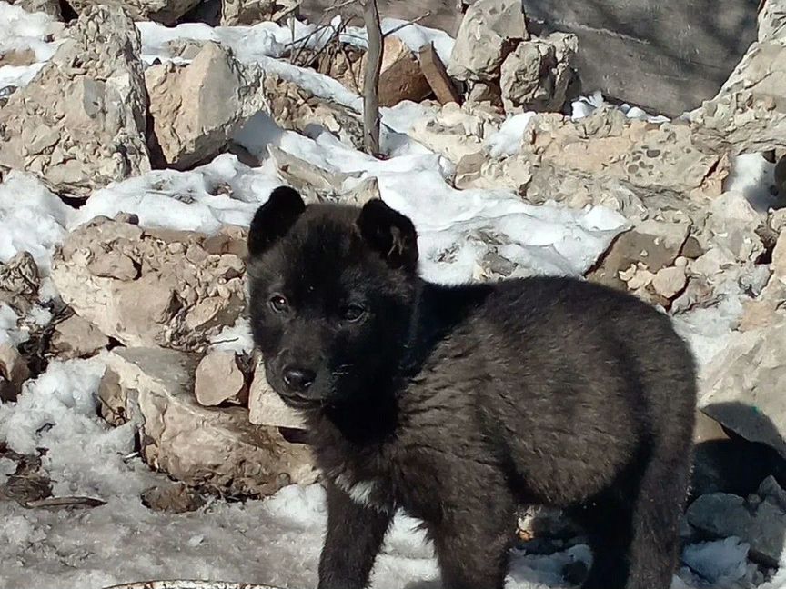 Собаки метисы хаски в добрые руки