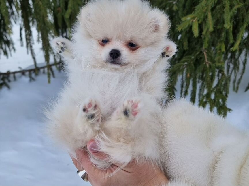 Померанский шпиц