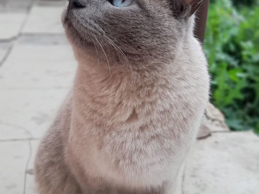 Нашлась сиамская кошечка