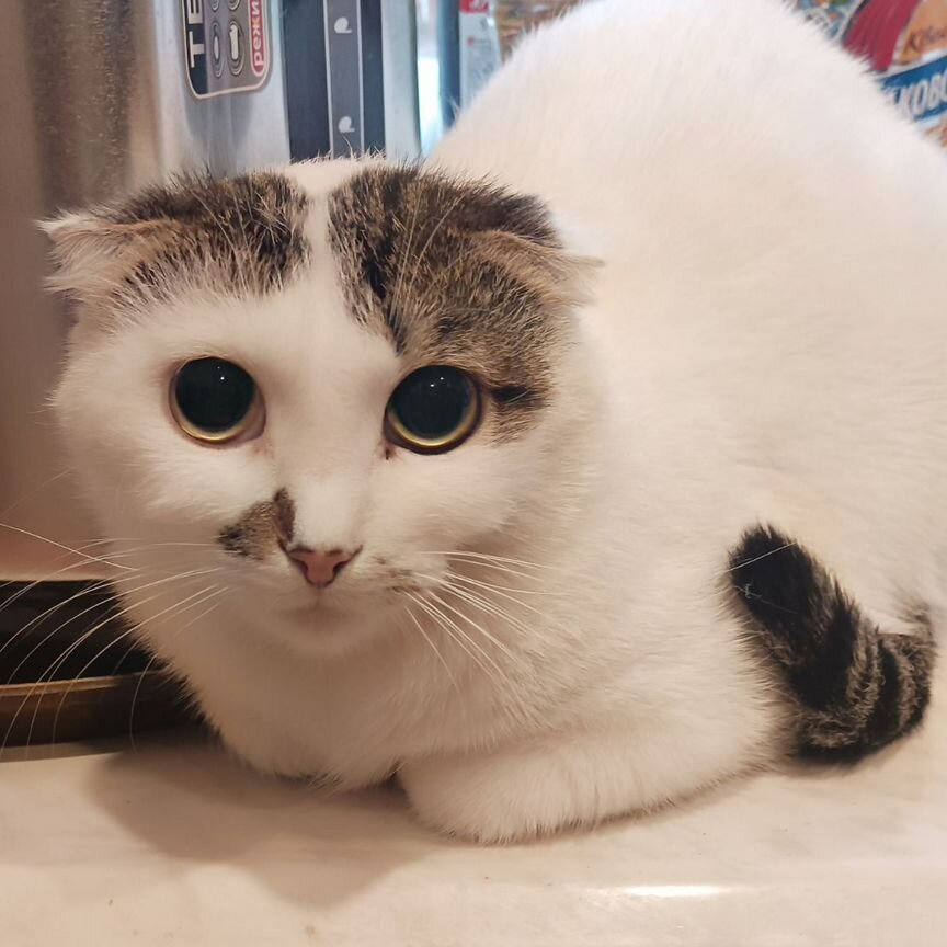 Взрослая кошка в добрые руки