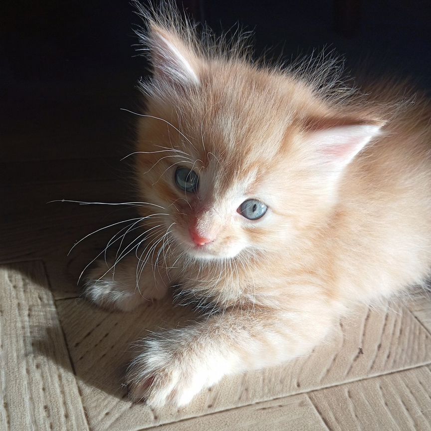 Котята в добрые руки бесплатно