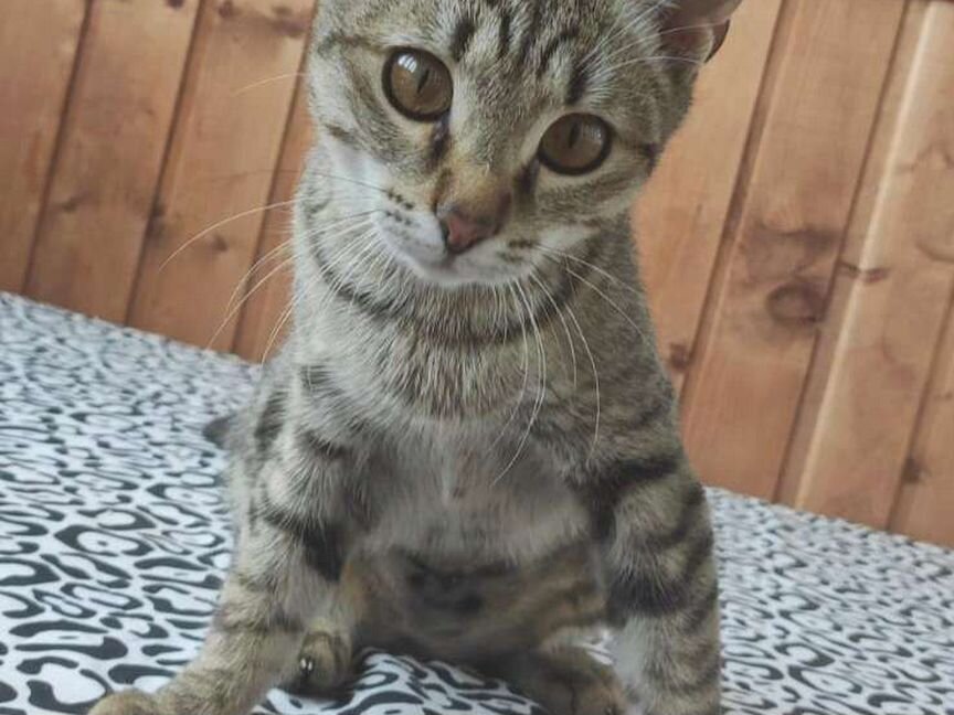 Кошечка энерджайзер Джинка, 8 месяцев