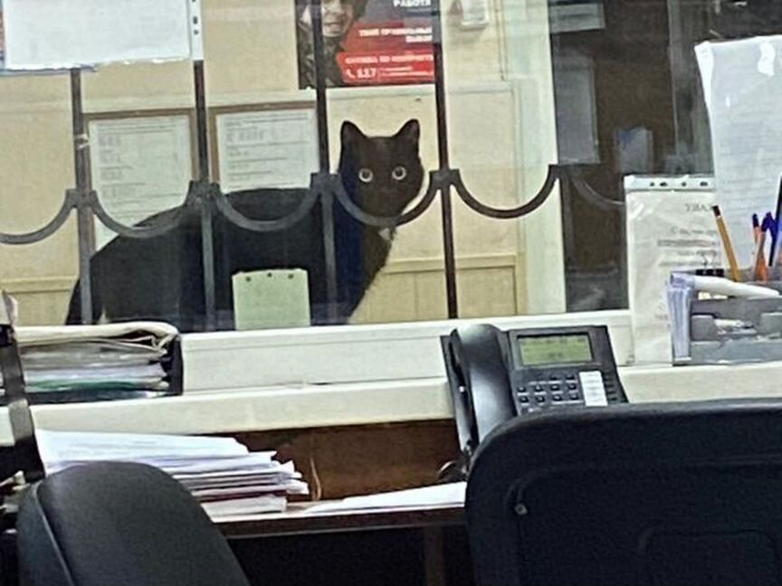 Отдам кошку