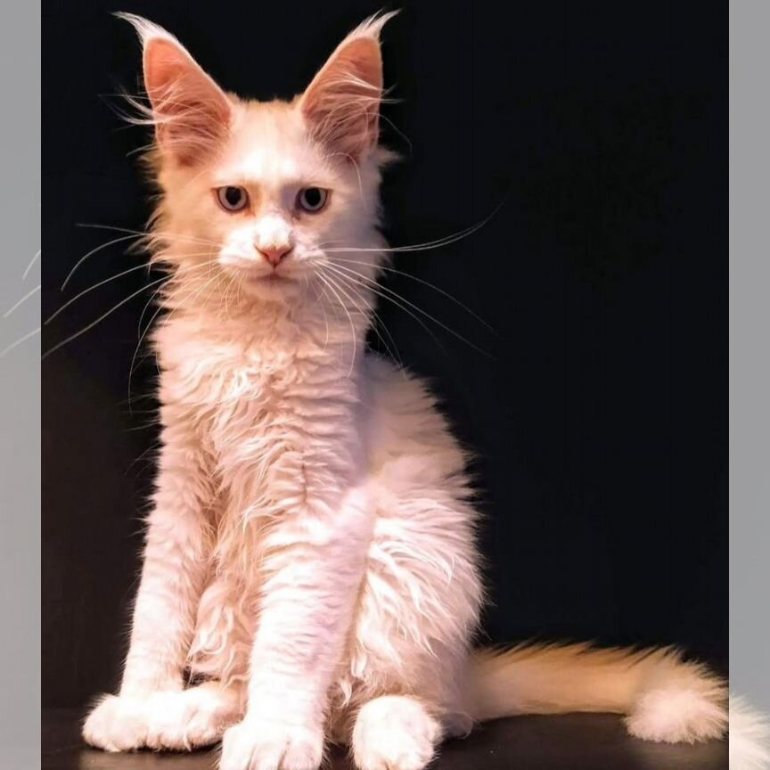 Мейн-кун котёнок