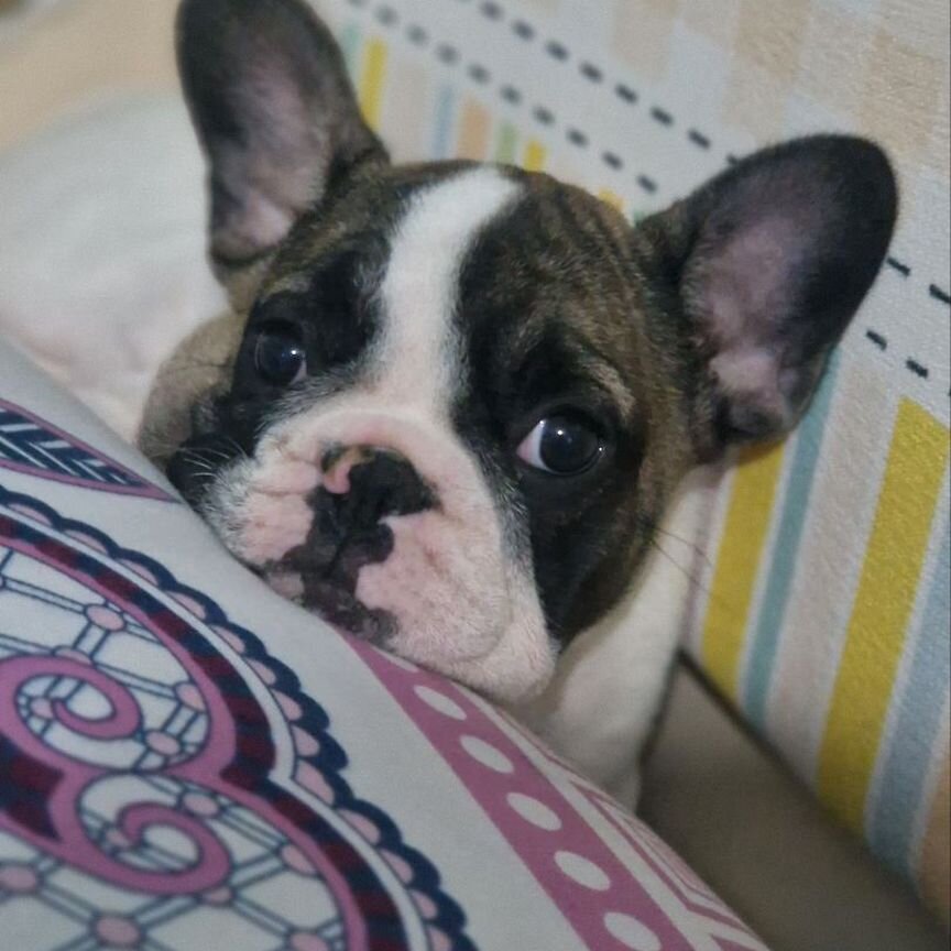 Французский бульдог