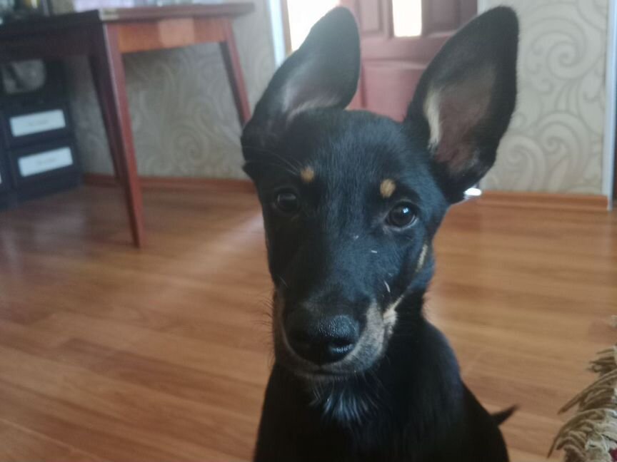 Собака