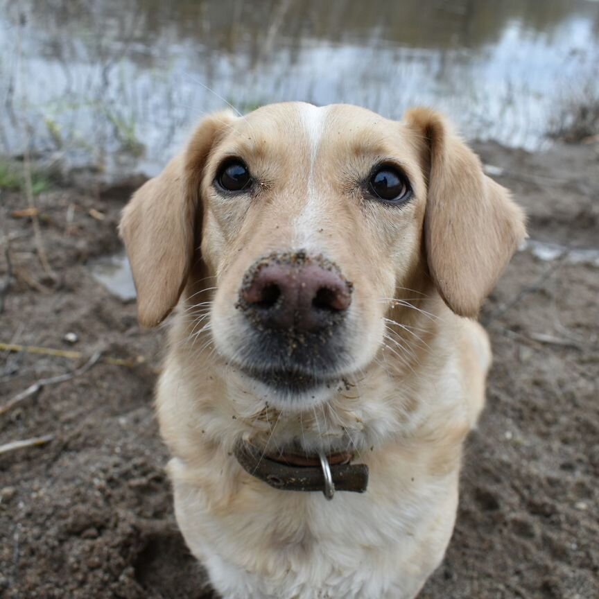 Отдам в добрые руки