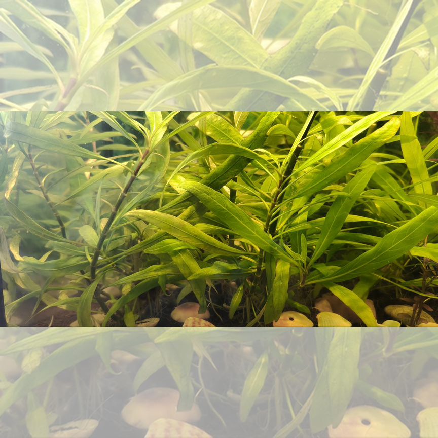 Гигрофила иволистная