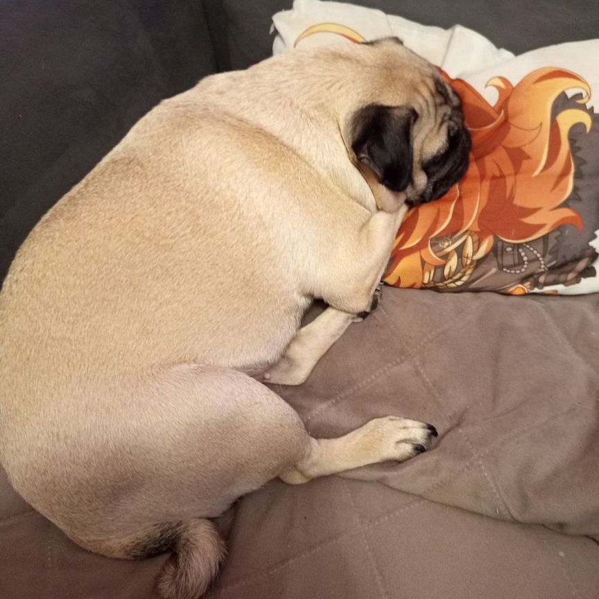 Мопс, взрослая собака