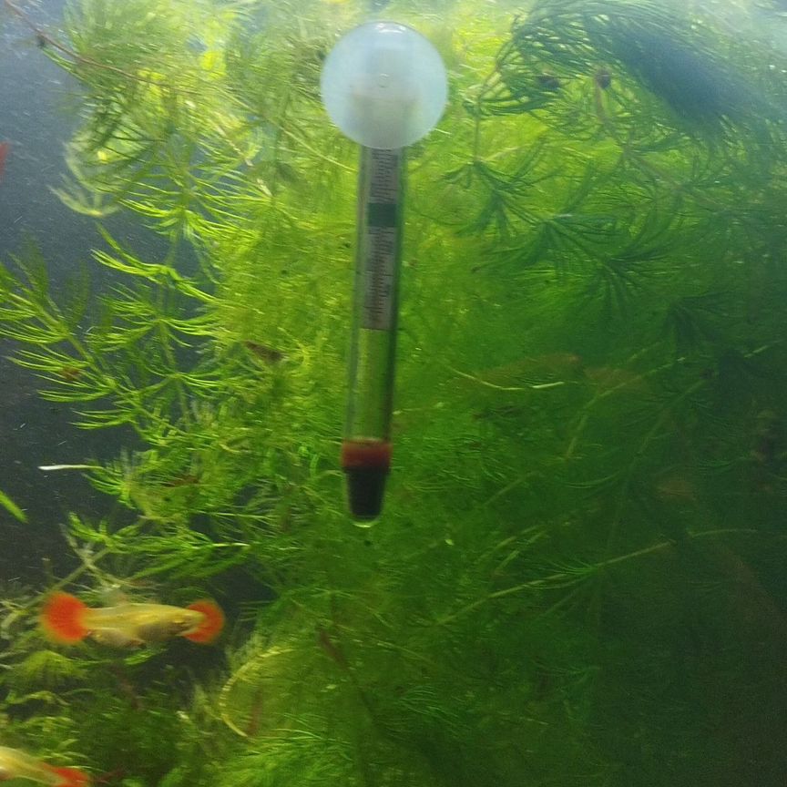 Обмен роголистника