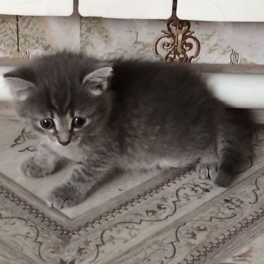 Сибирский котёнок