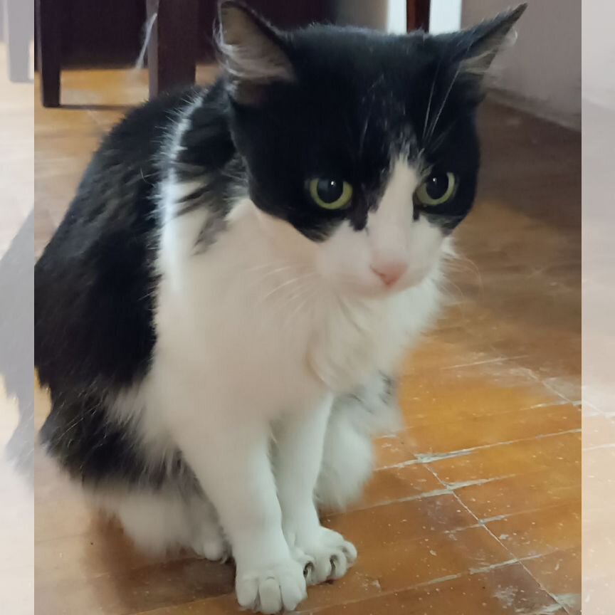 Взрослая кошка в добрые руки