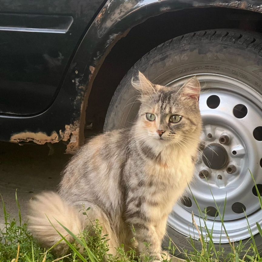 Кошка Фифа. В добрые ручки