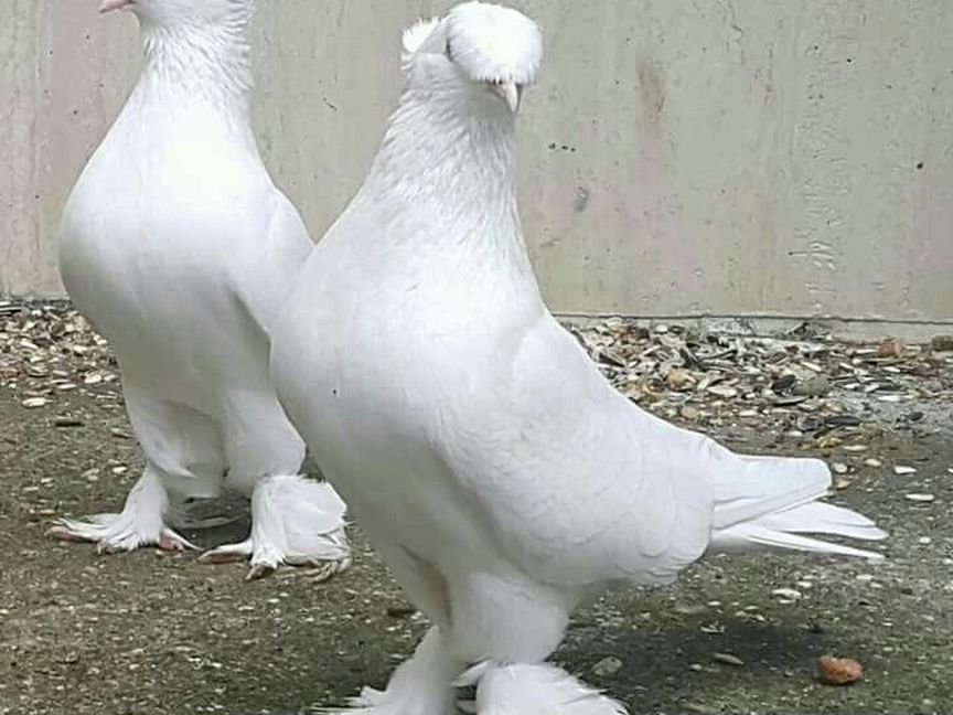 Продажа голубей