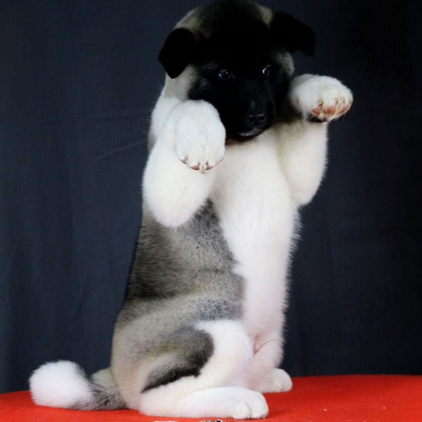 Американская акита, щенок