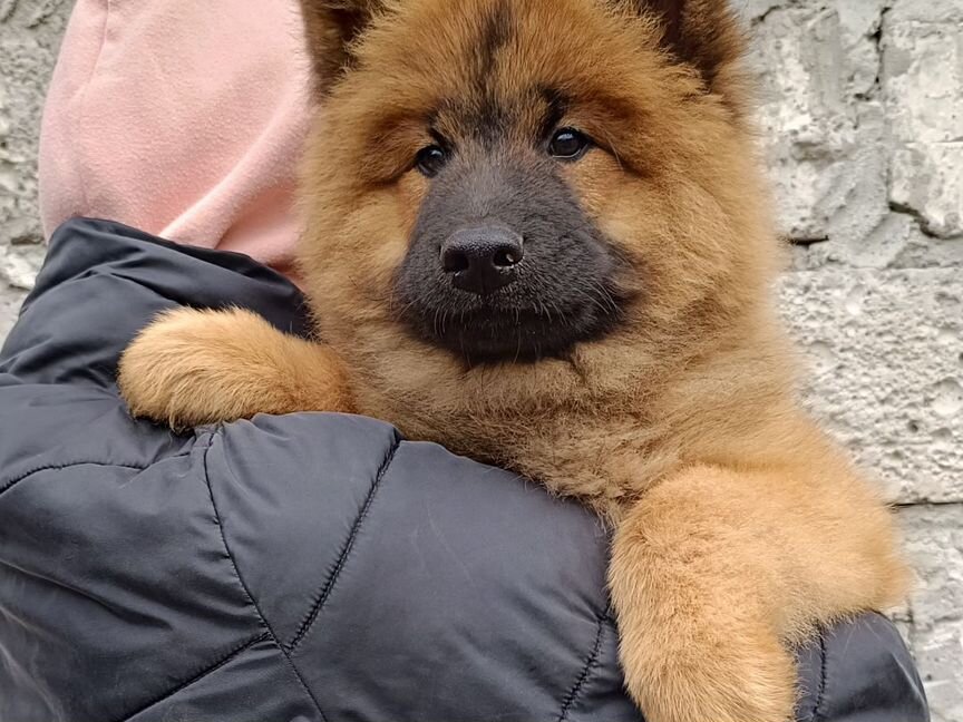 Евразиер (кобель 3 мес)