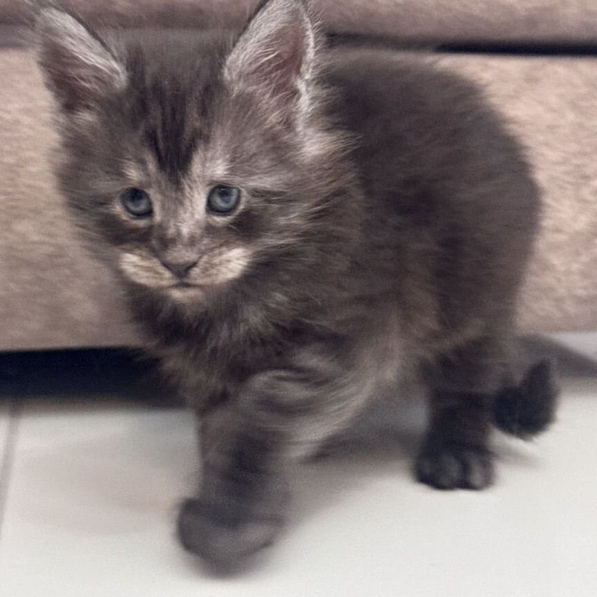 Мейн-кун котёнок