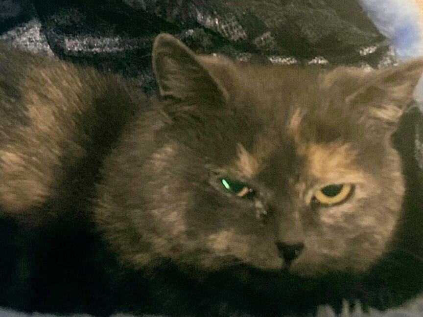 Котенок черепаховая девочка Британская