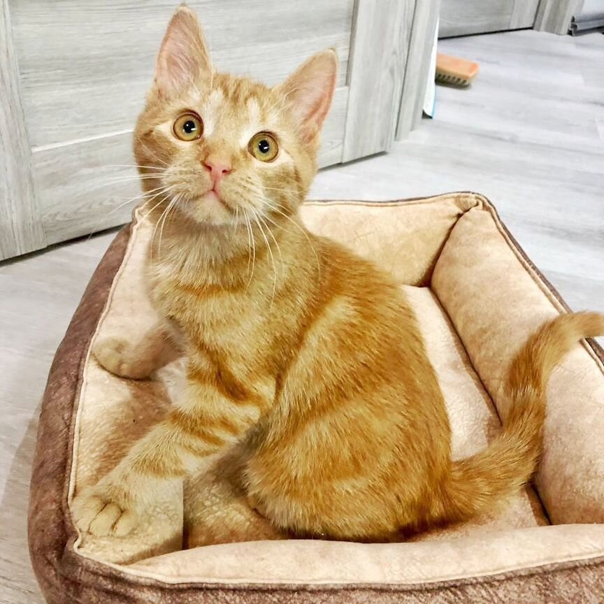 Котёнок в добрые руки