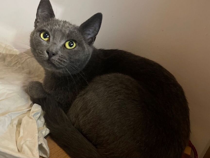 Отдам в добрые руки кошку бесплатно