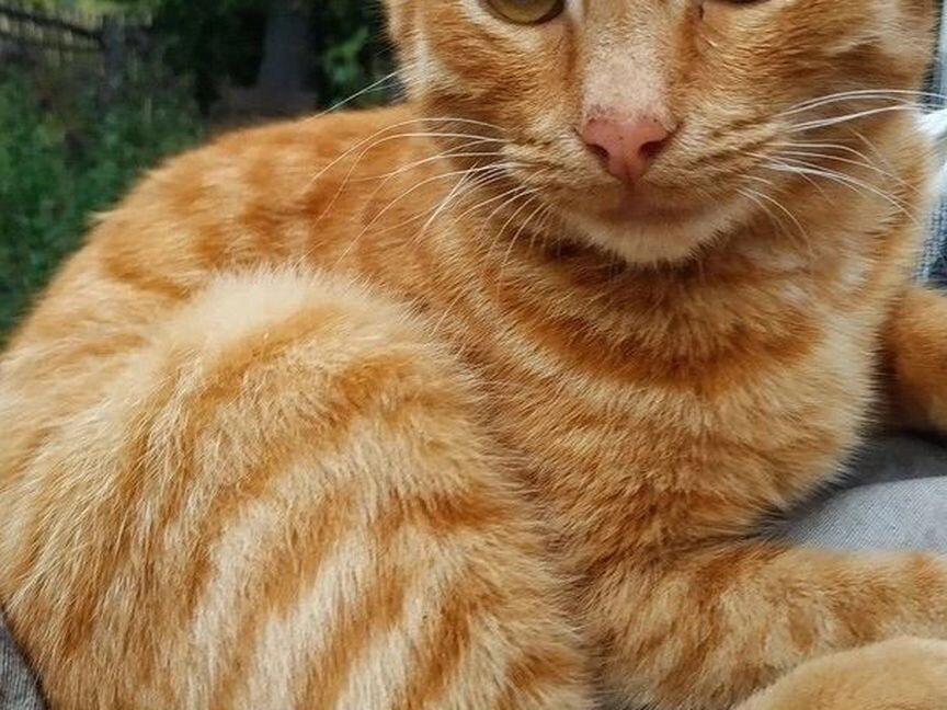 Коты в добрые руки