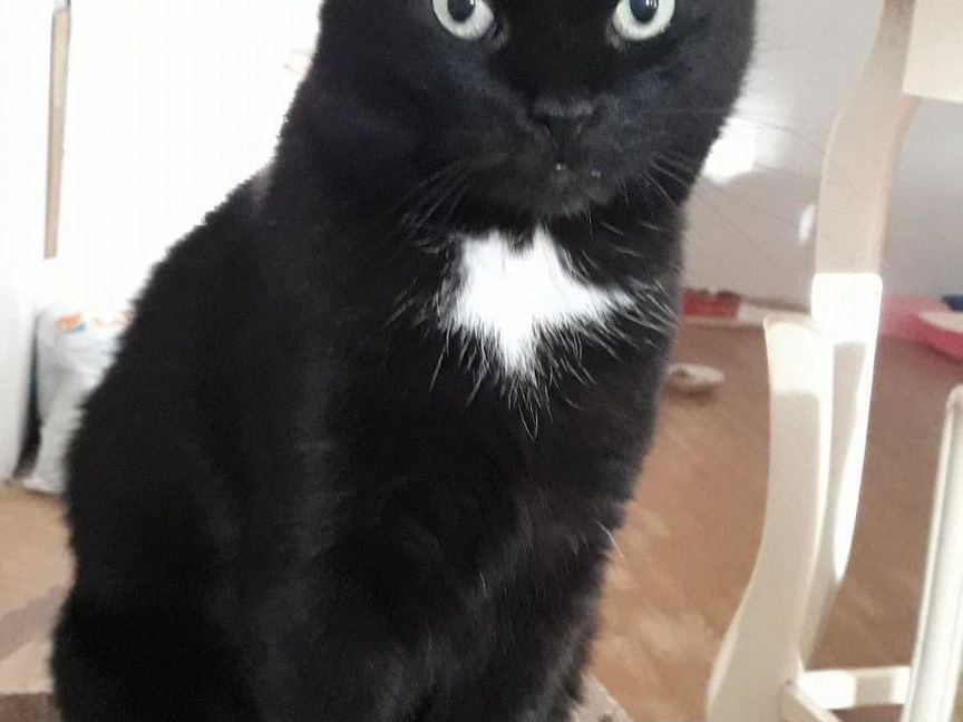 Изящная кошечка Багира