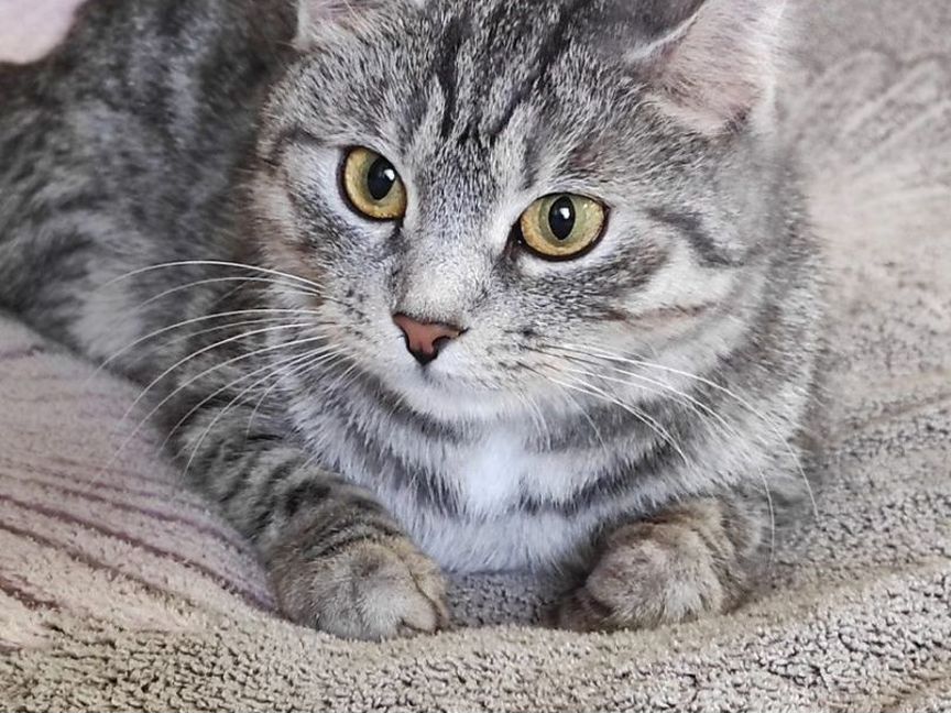 Котик молодой в добрые руки
