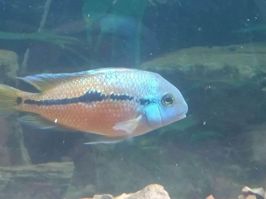 Никарагуанские цихлазомы