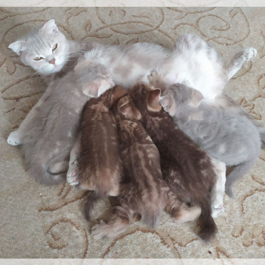 Шотландский вислоухий короткошёрстный котёнок