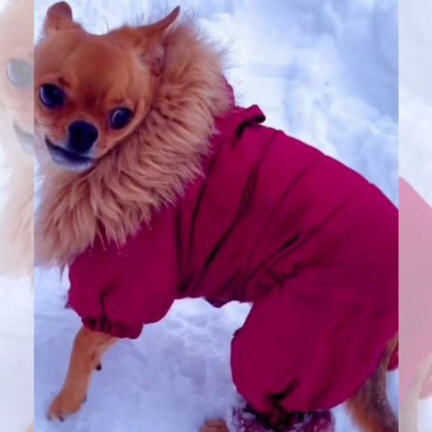 Куртка доя собачки