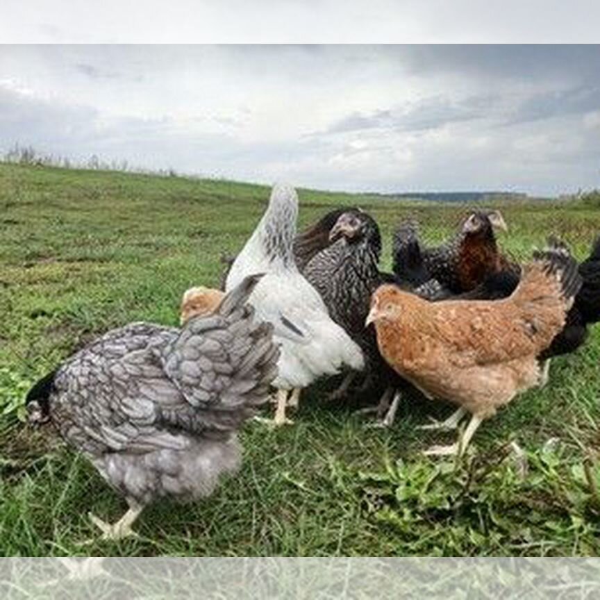 Куры несушки