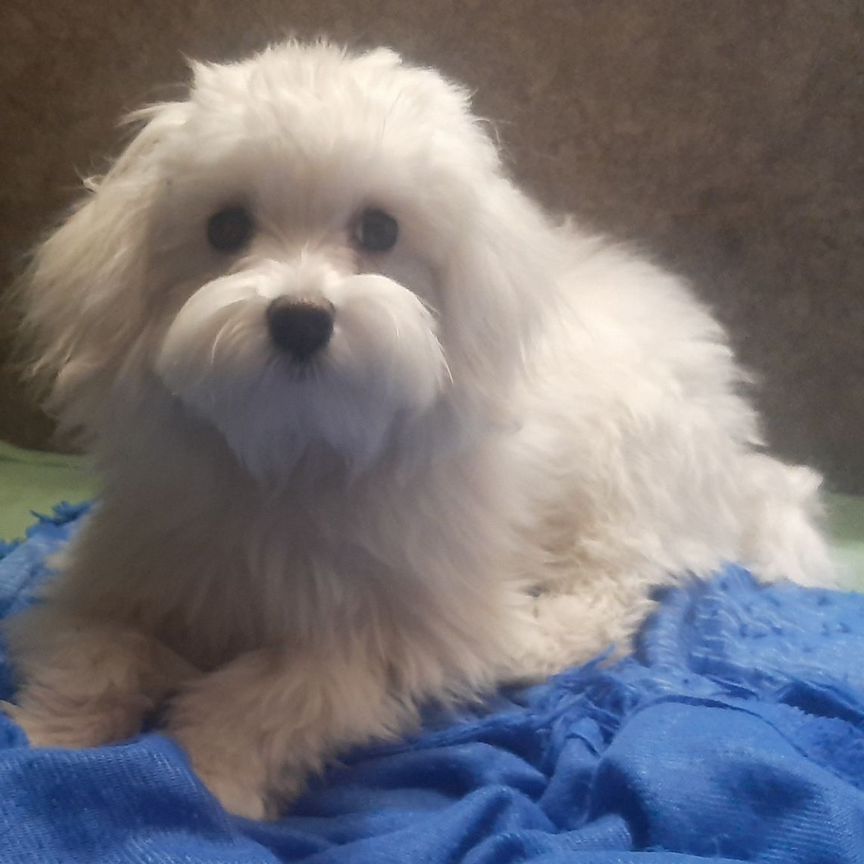 Мальтийская болонка, щенок