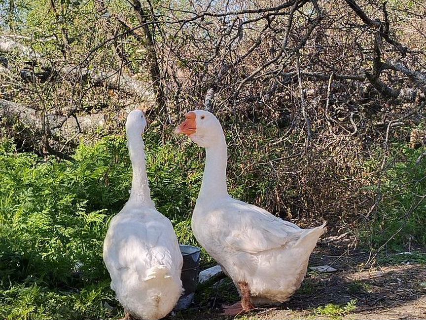 Гусыни Линда