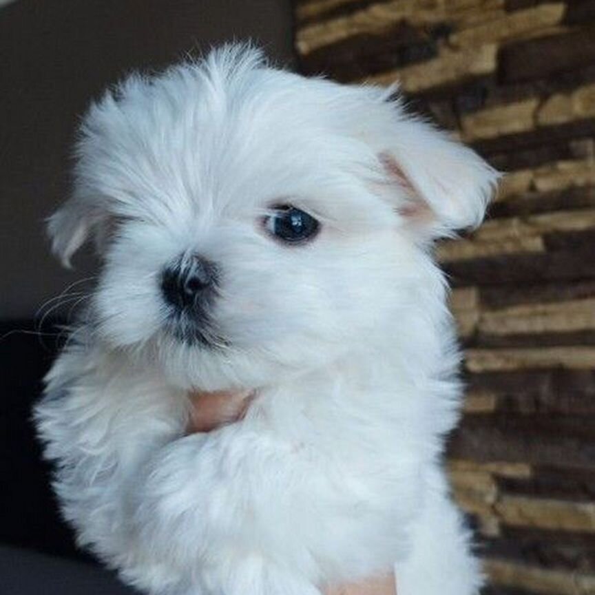 Мальтезе корея