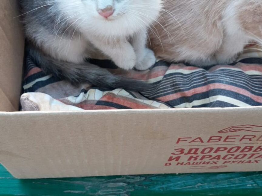 Котята в беде