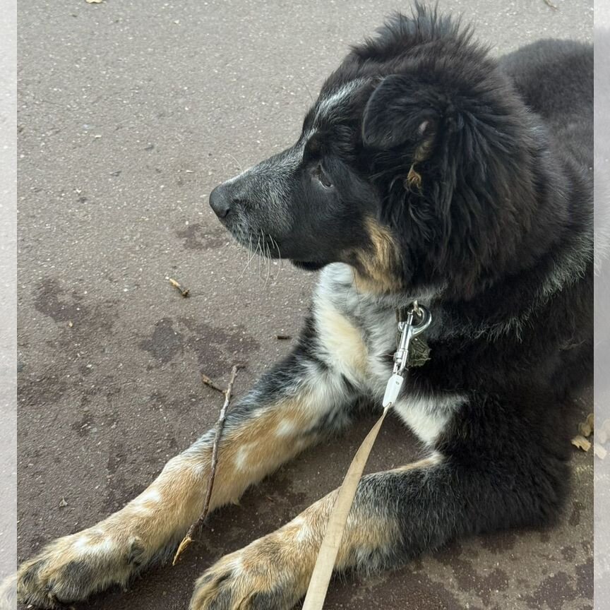 Бордер-колли, щенок