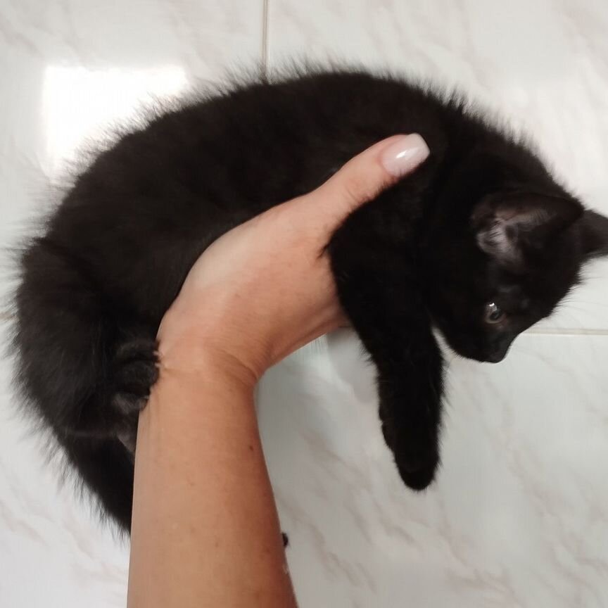 Клёвые котята