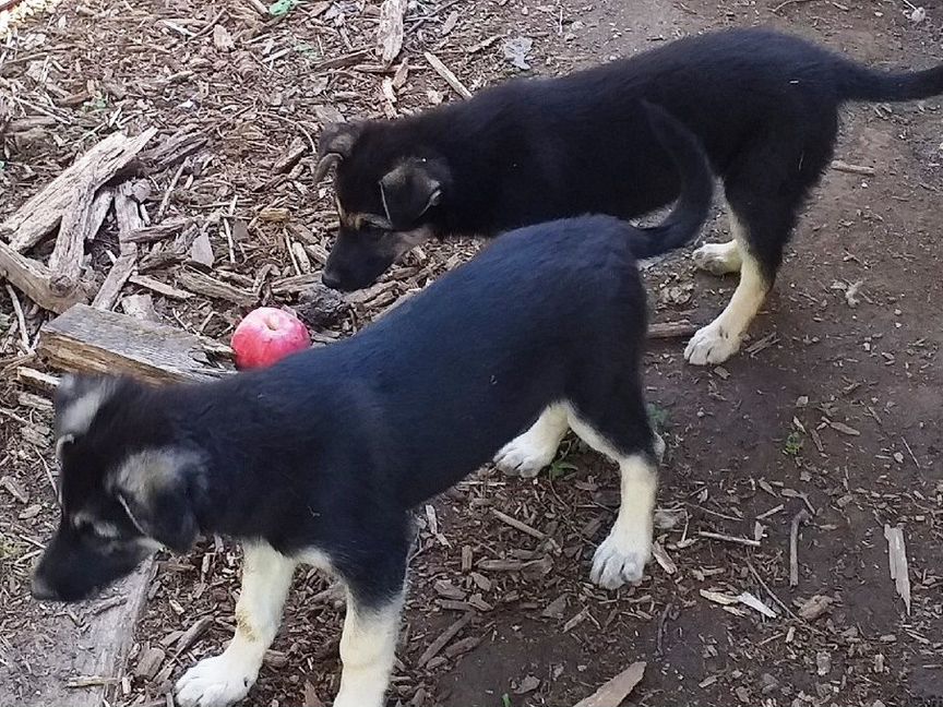 Щенки-девочки 3,5 месяца