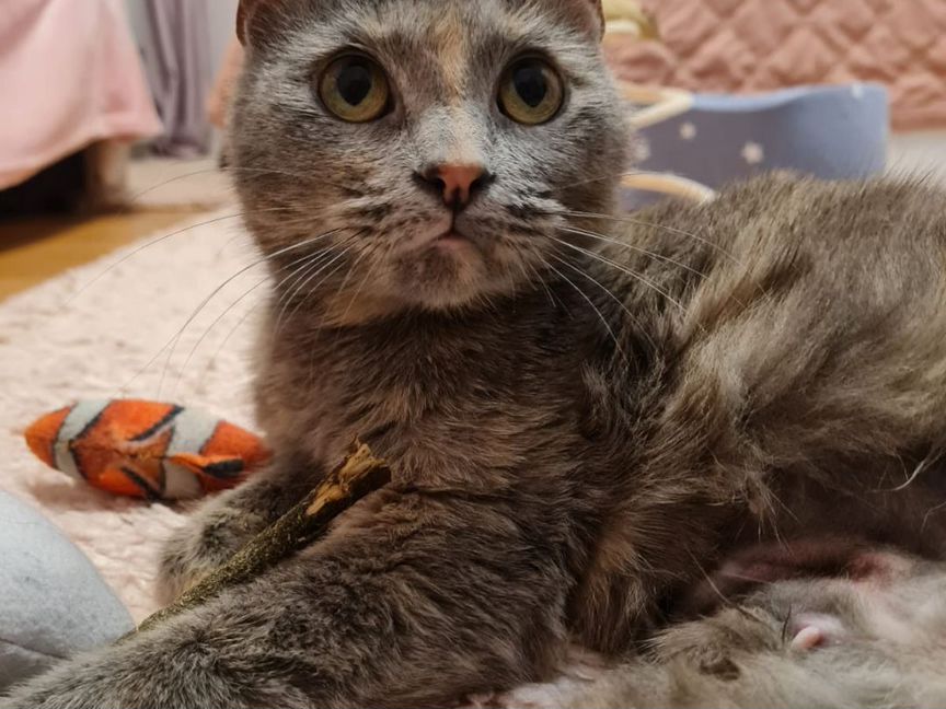 Кошка которая жила в подвале ищет дом